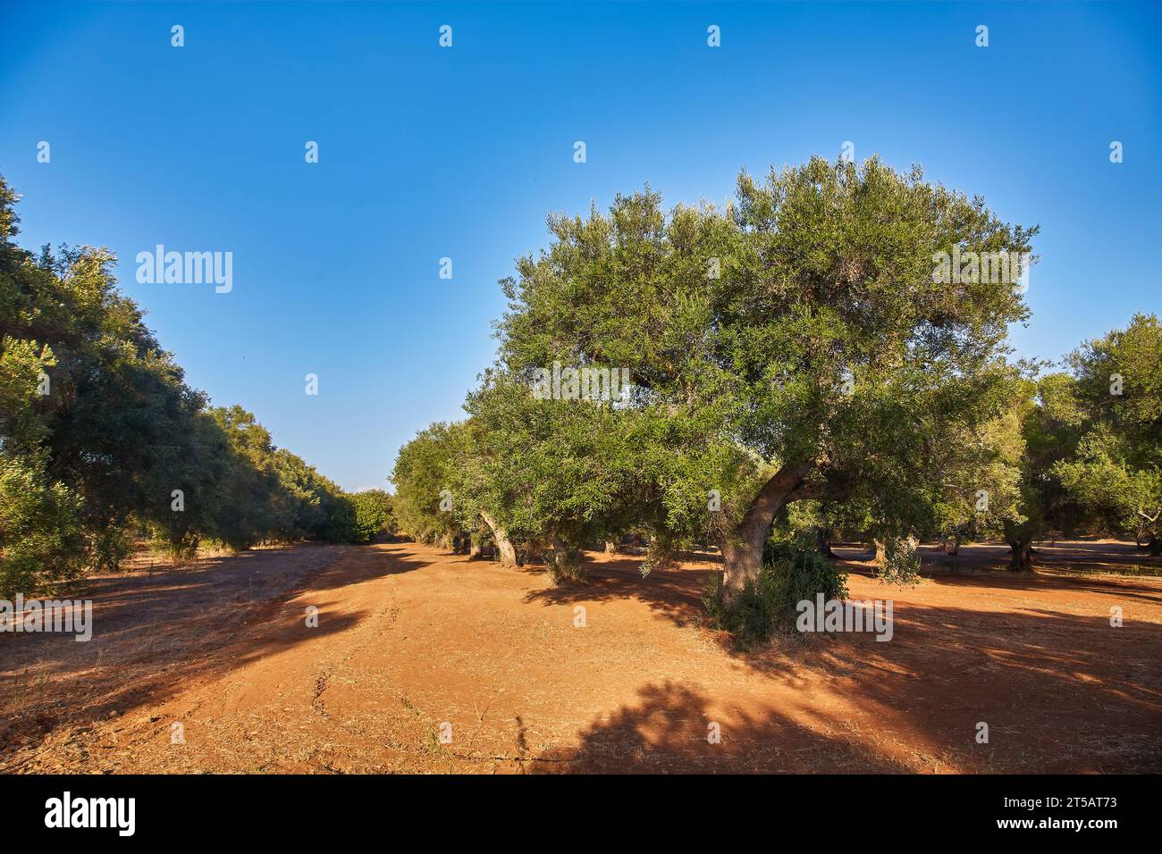 Olive tree orchard near Petrokefali in Crete, Greece, Europe Stock ...