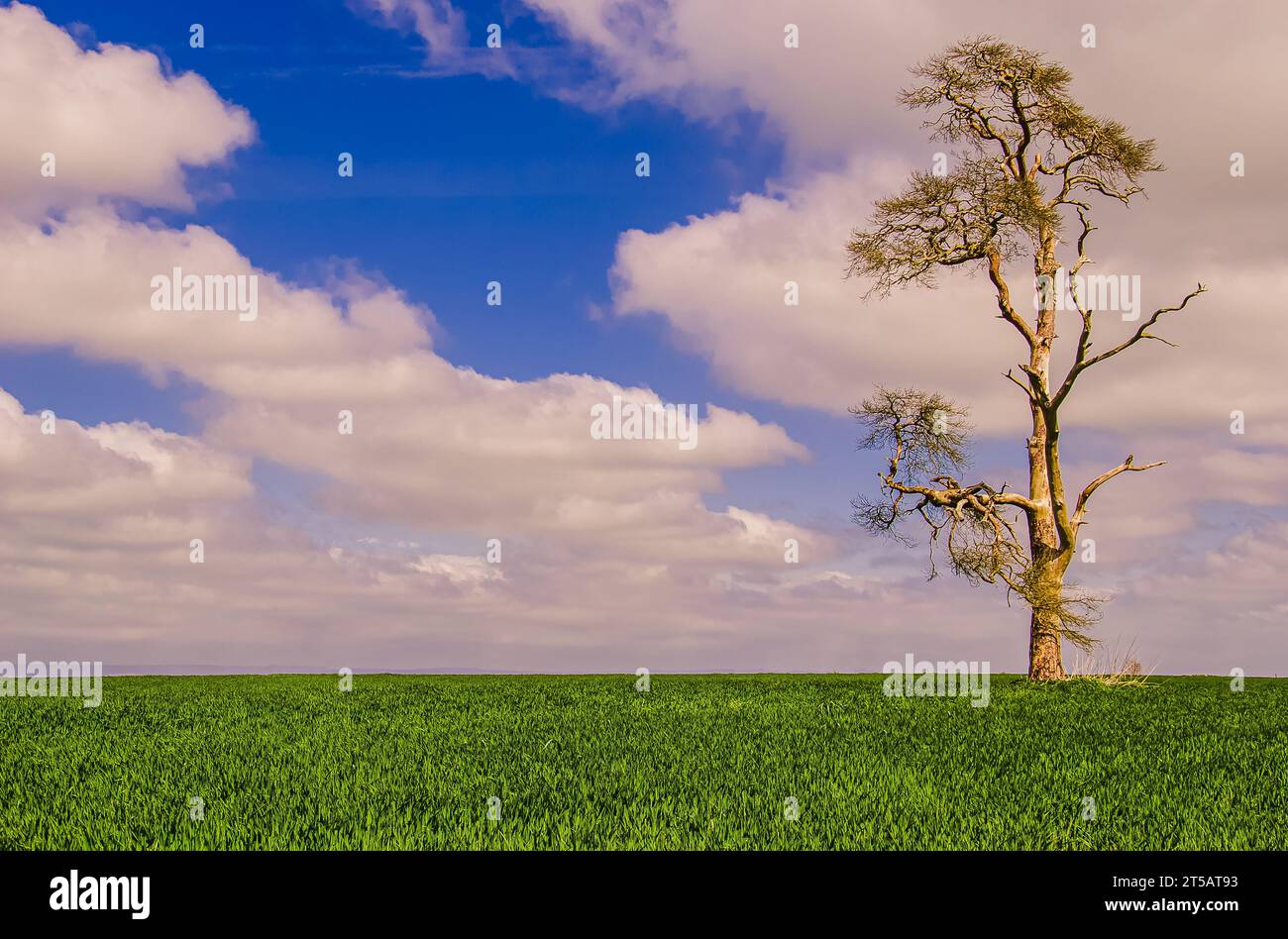 One tree standing alone in a field of crops against a background of a ...