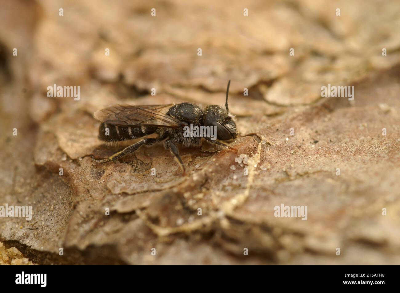 Hoplitis claviventris hi-res stock photography and images - Alamy