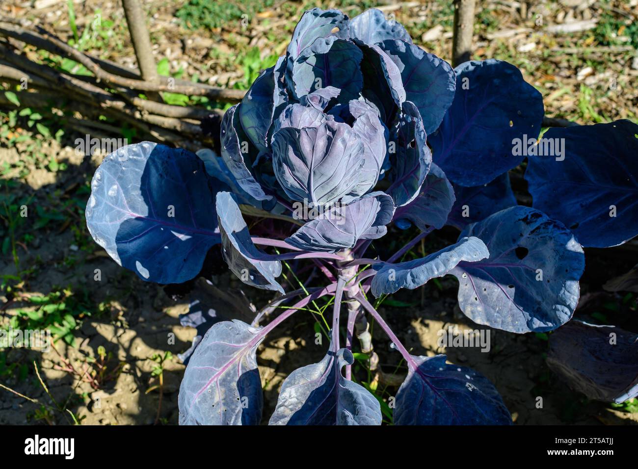 Large group of fresh organic leaves of purple cabbage in an organic ...