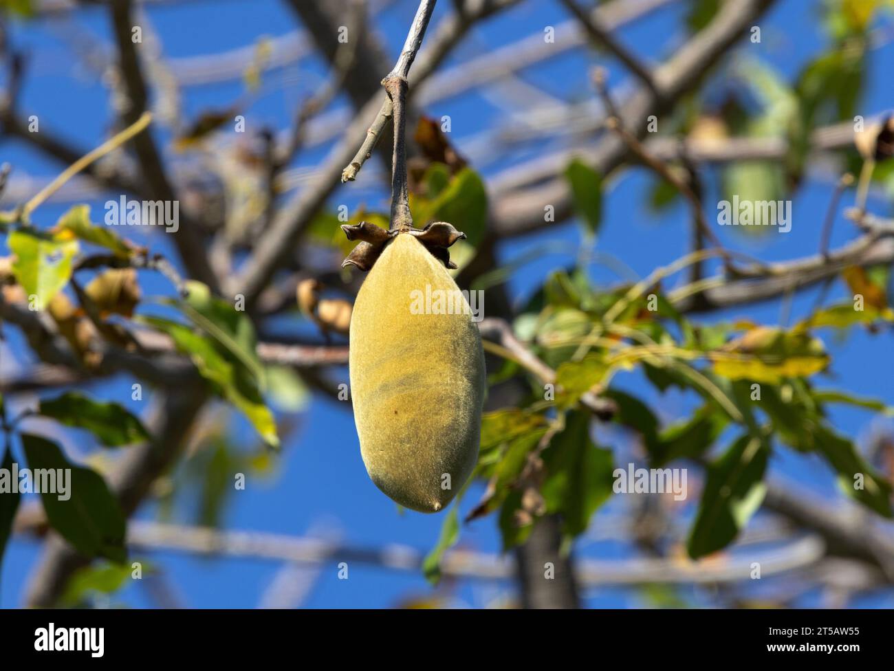 The Baobab has a velvety seed pod that contains many seeds inside the ...
