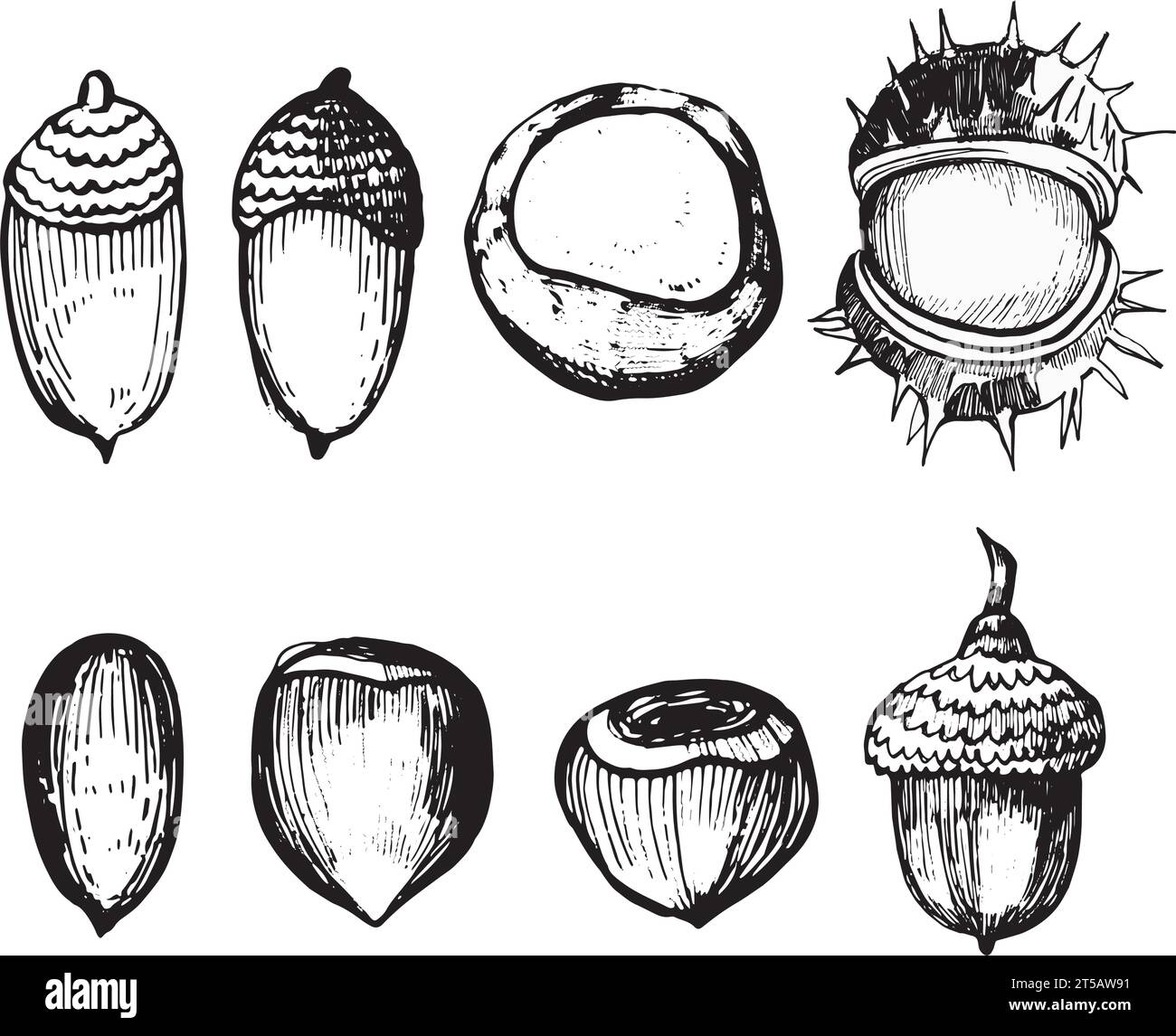 Set of vector illustrations on a white background. Acorns, hazelnuts ...