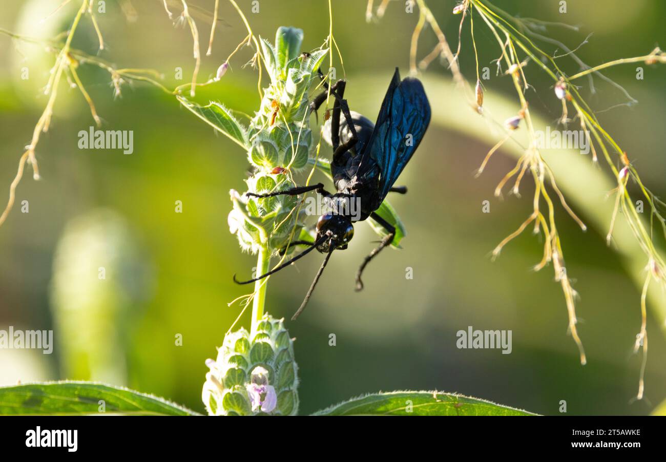 Batozonellus fuliginosus hi-res stock photography and images - Alamy