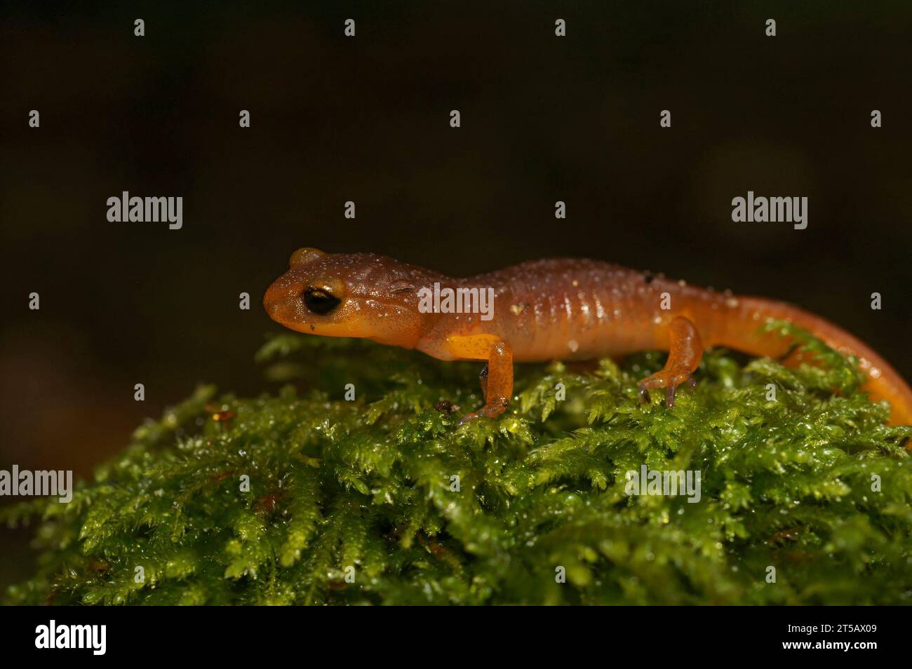 Natural closeup on a juvenile Californian coastal, Yellow-eyed Ensatina ...
