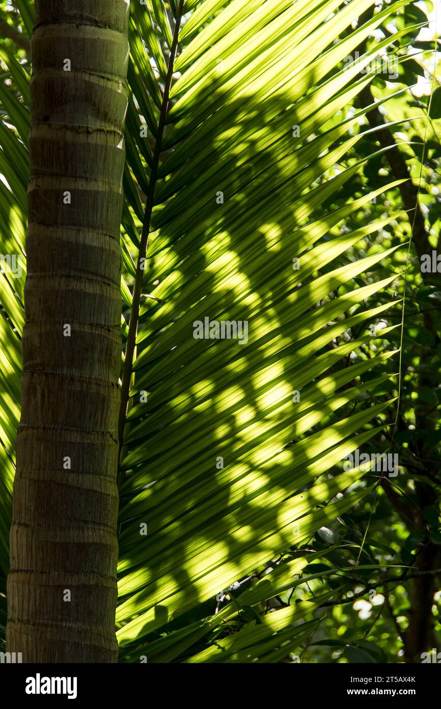 Decorative Close-up of trunk and frond of Australian Bangalow palm ...