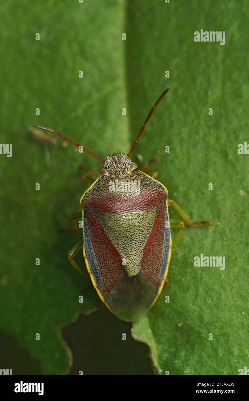 Natural vertical closeup on a colorful adult gorse shield bug ...