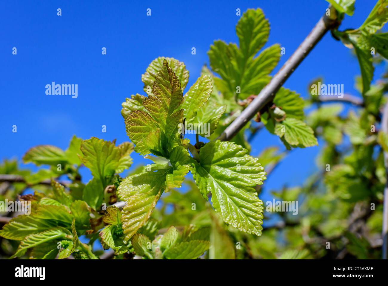 Small flower buds and green leaves of wild mulberry tree, also known as ...