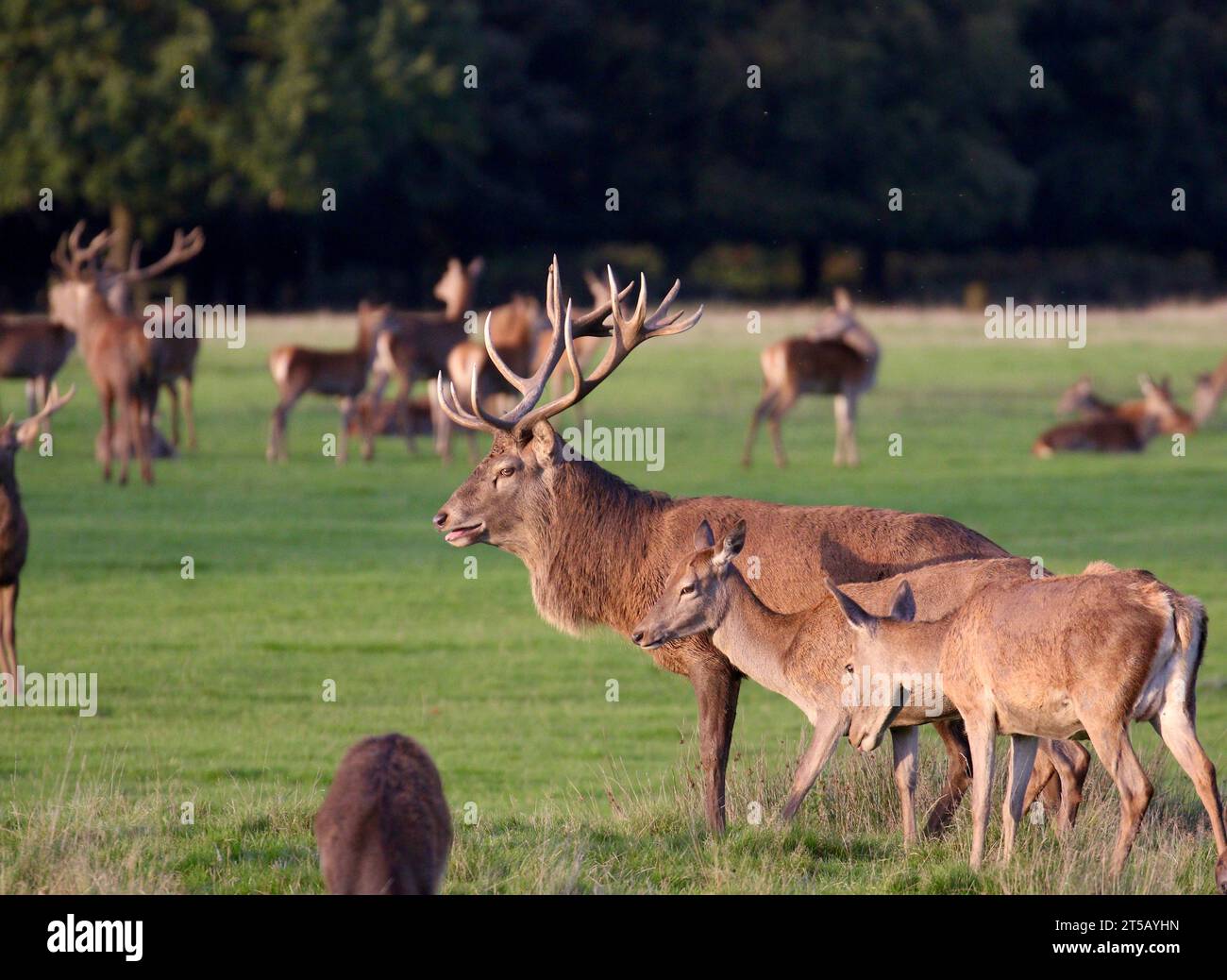 Group red deer hinds hi-res stock photography and images - Alamy