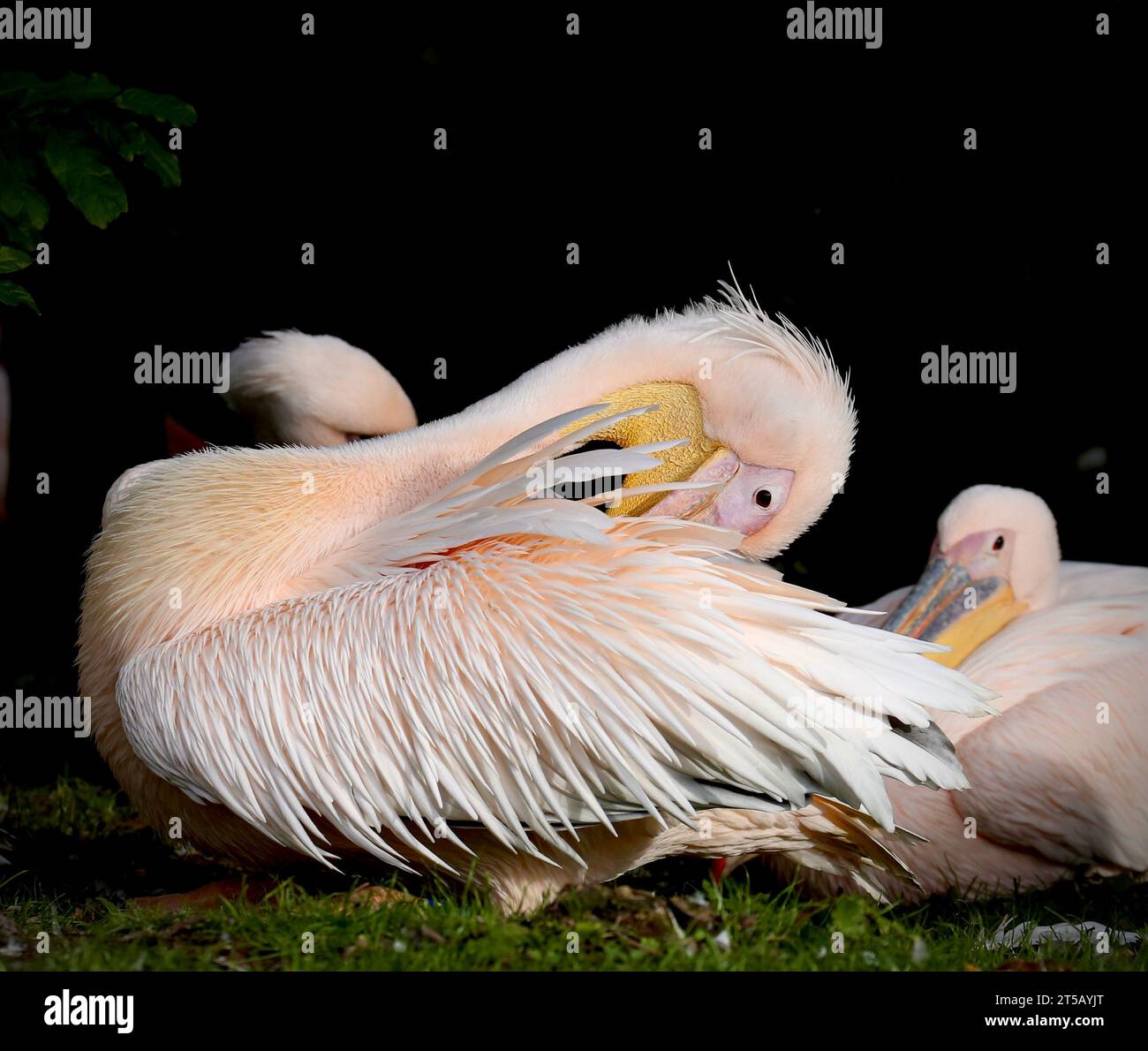 Pelicans in row hi-res stock photography and images - Alamy