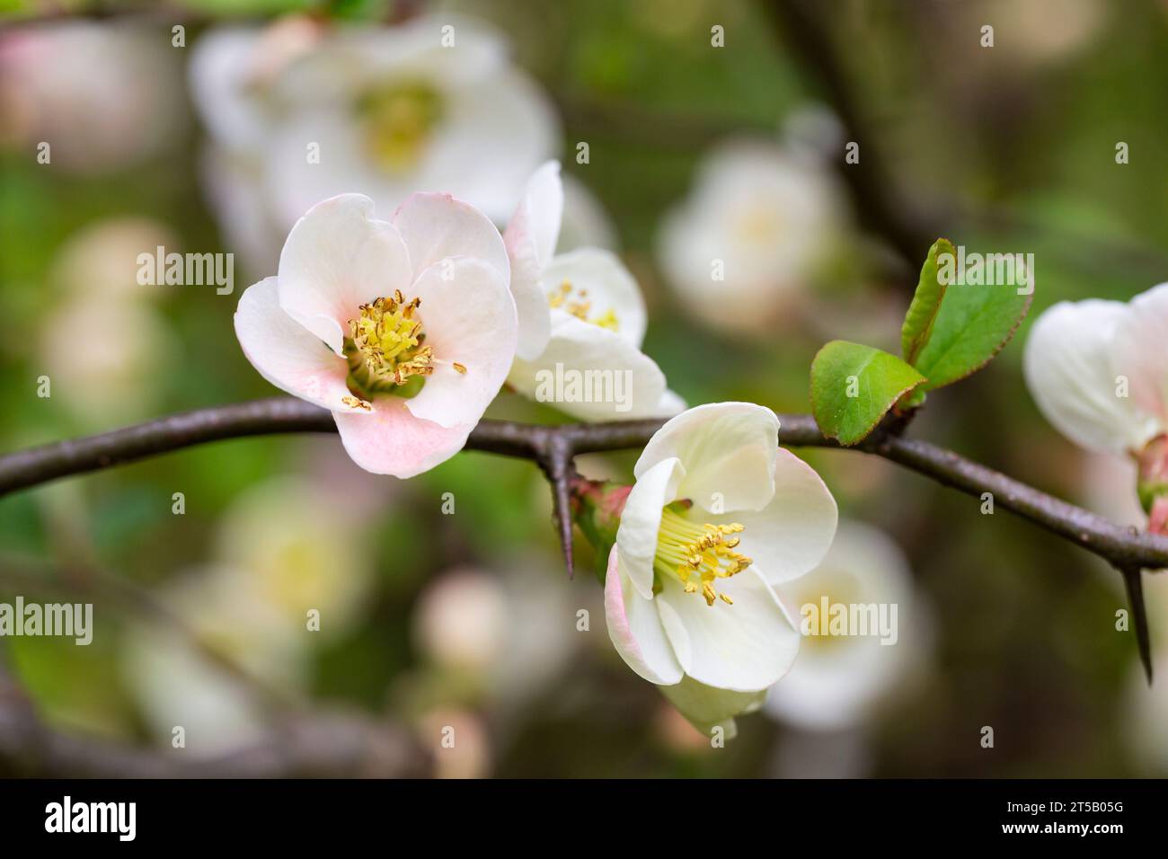 Maules quince hi-res stock photography and images - Alamy