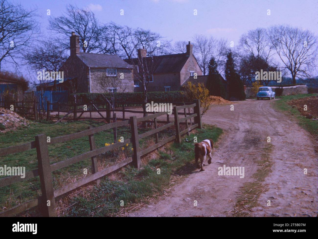 Dog, English Springer Spaniel, arriving home after a long walk in the ...