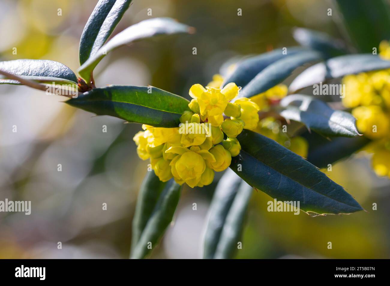 Japanese barberry. Yellow flowers. Berberis thunbergii. Flowering of ...