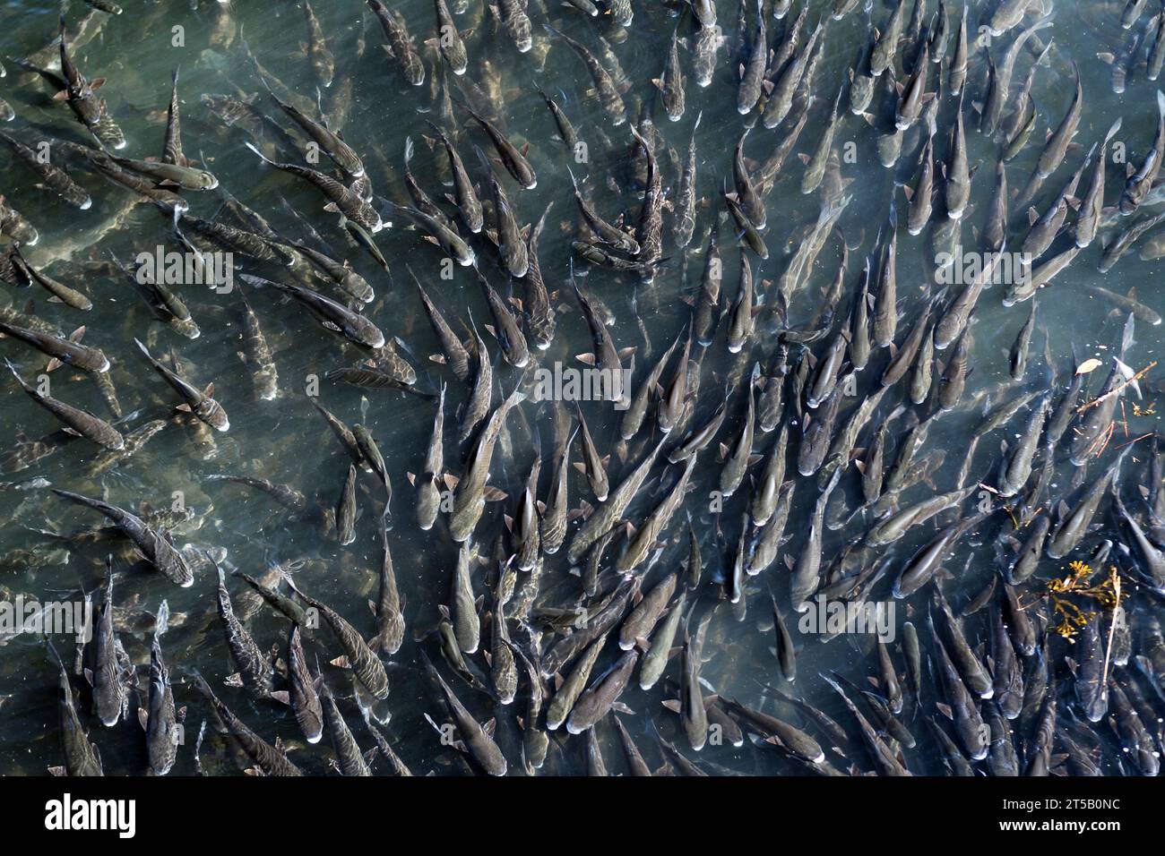 River douro fish hi-res stock photography and images - Alamy