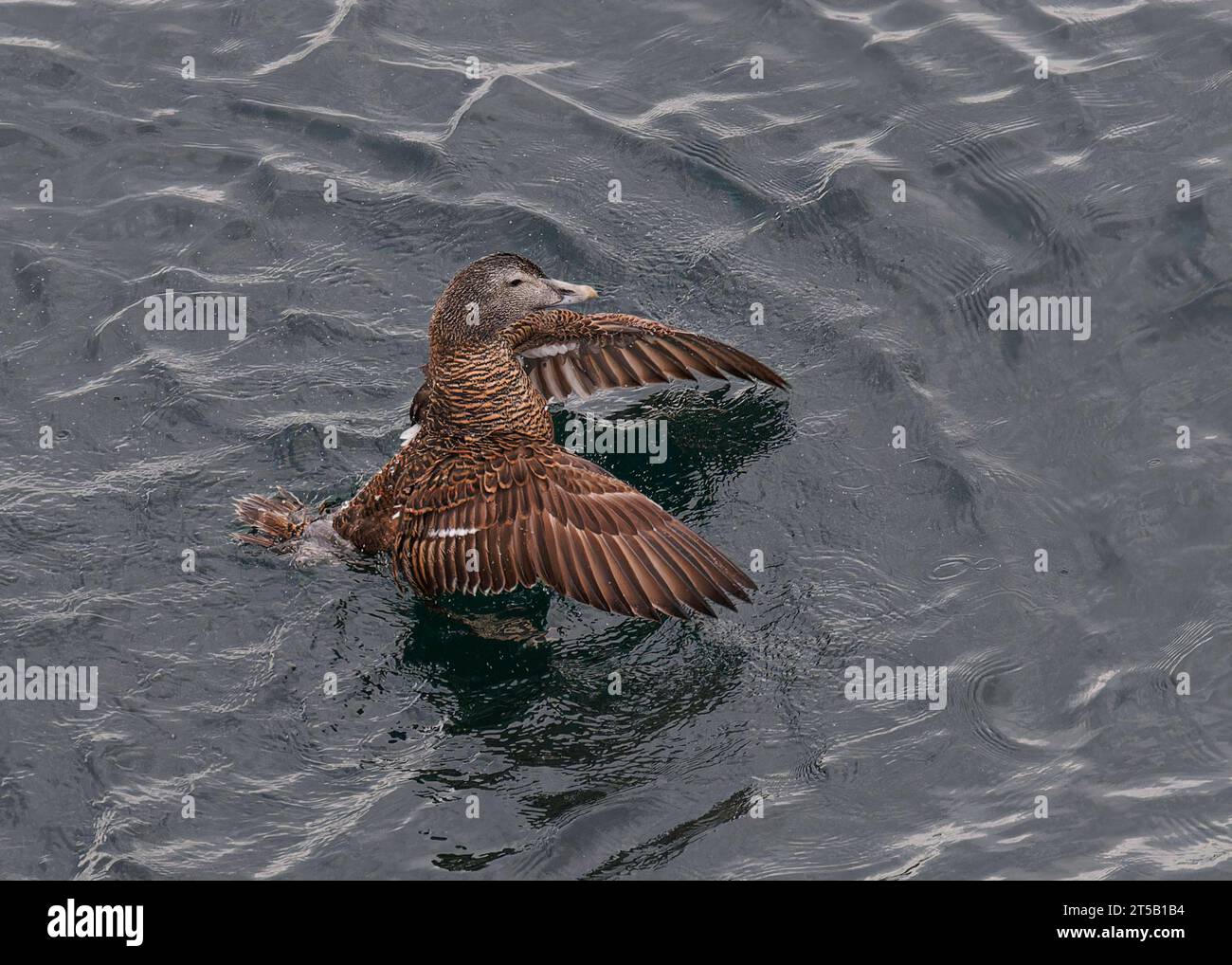 Common picture wing hi-res stock photography and images - Alamy