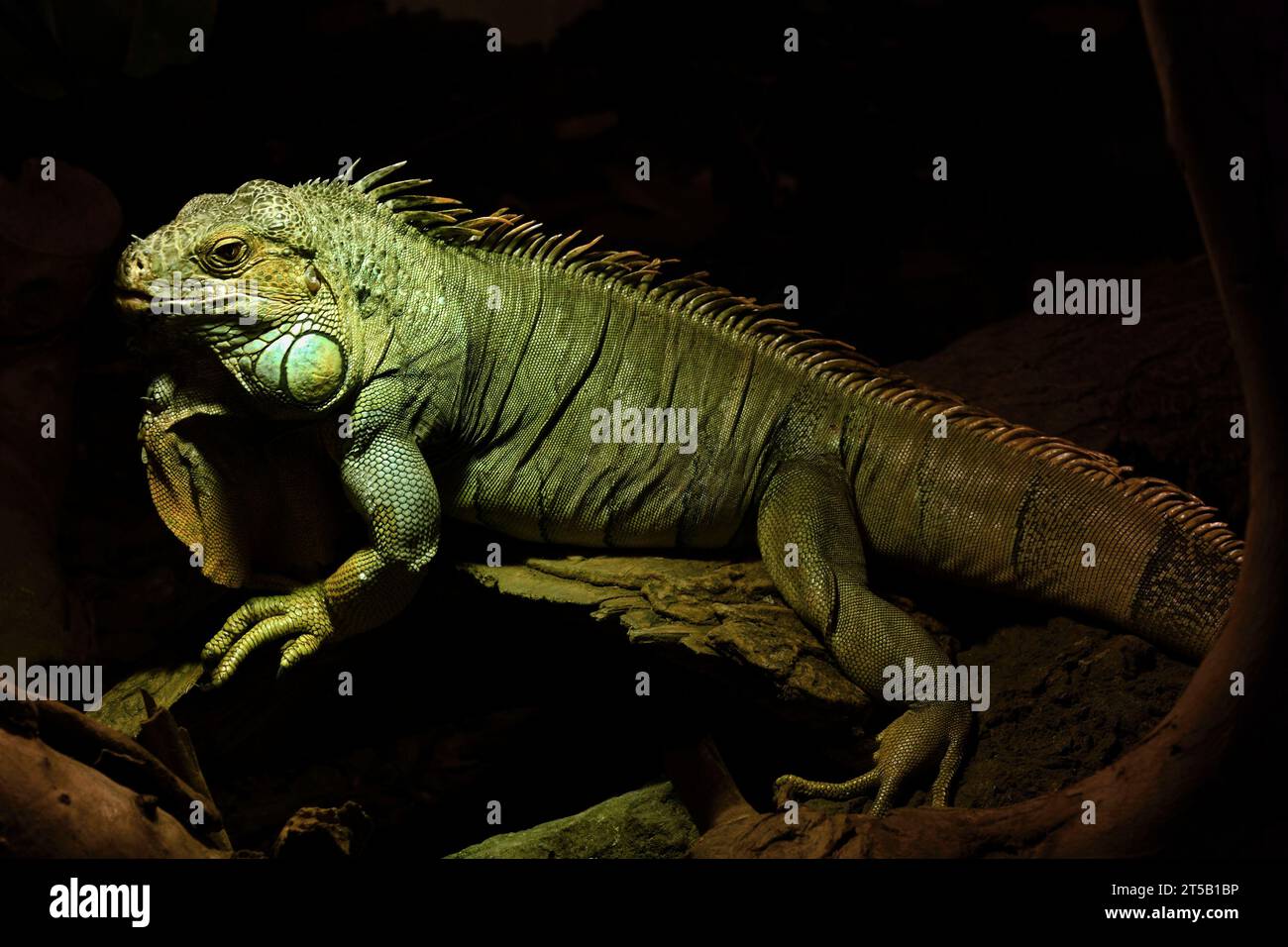 Large eardrum hi-res stock photography and images - Alamy