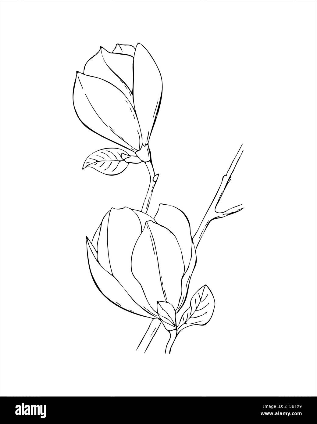 Magnolia branch with flowers, contour hand drawn sketch. Vector ...