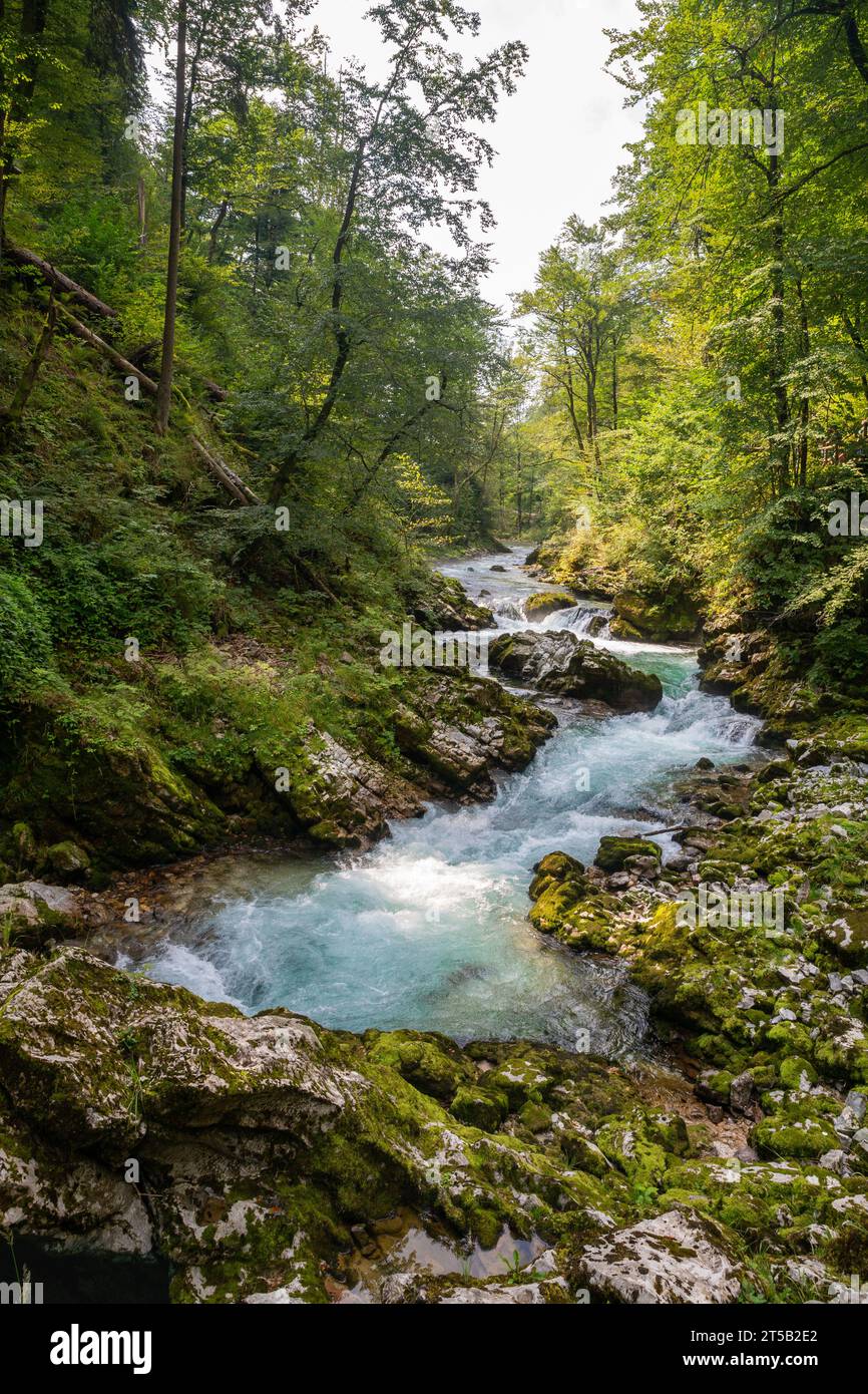 Vintgar gorge waterfall in Slovenia, Triglav national park. Pure fresh ...