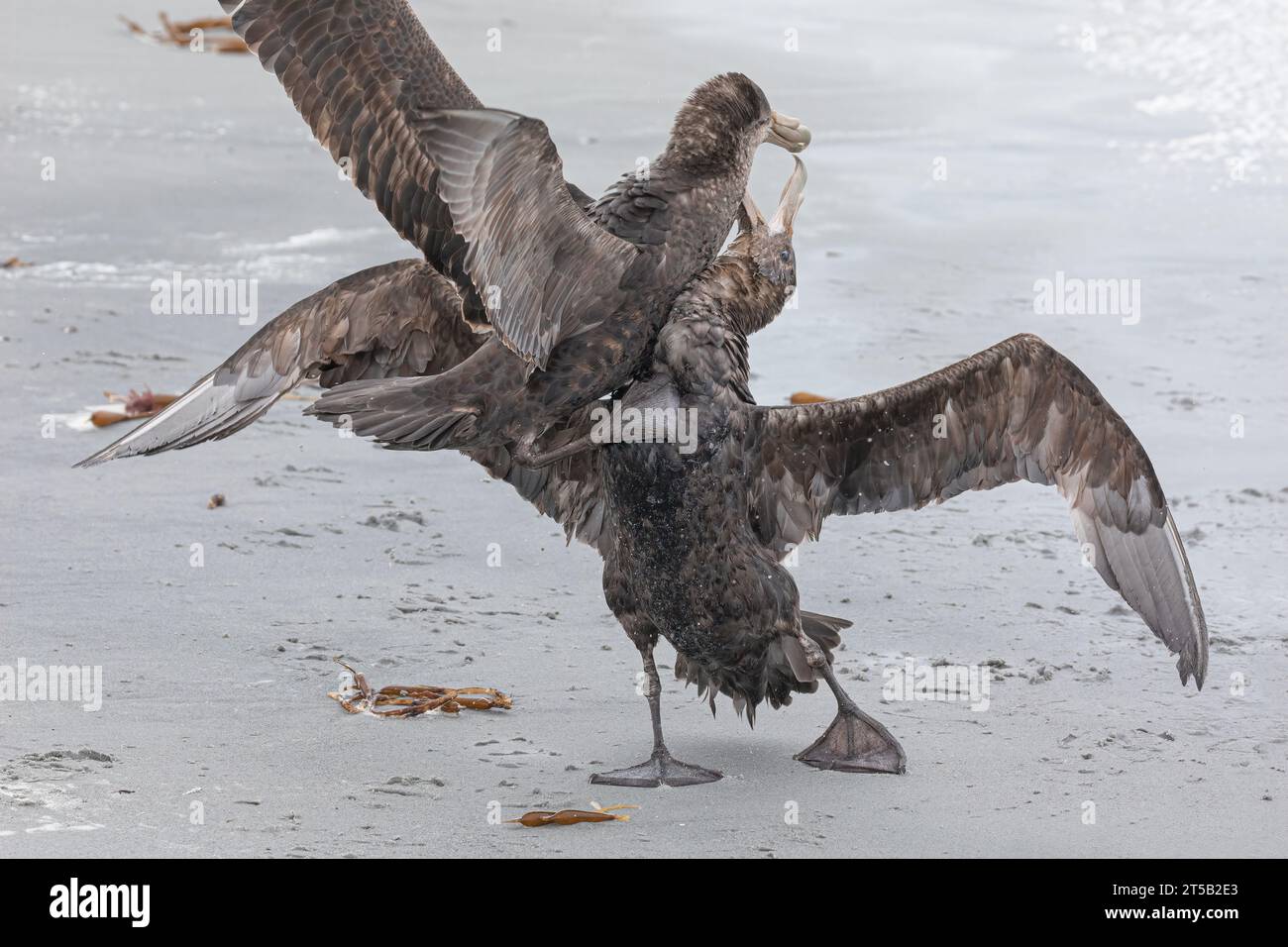 Fighting native american hi-res stock photography and images - Alamy
