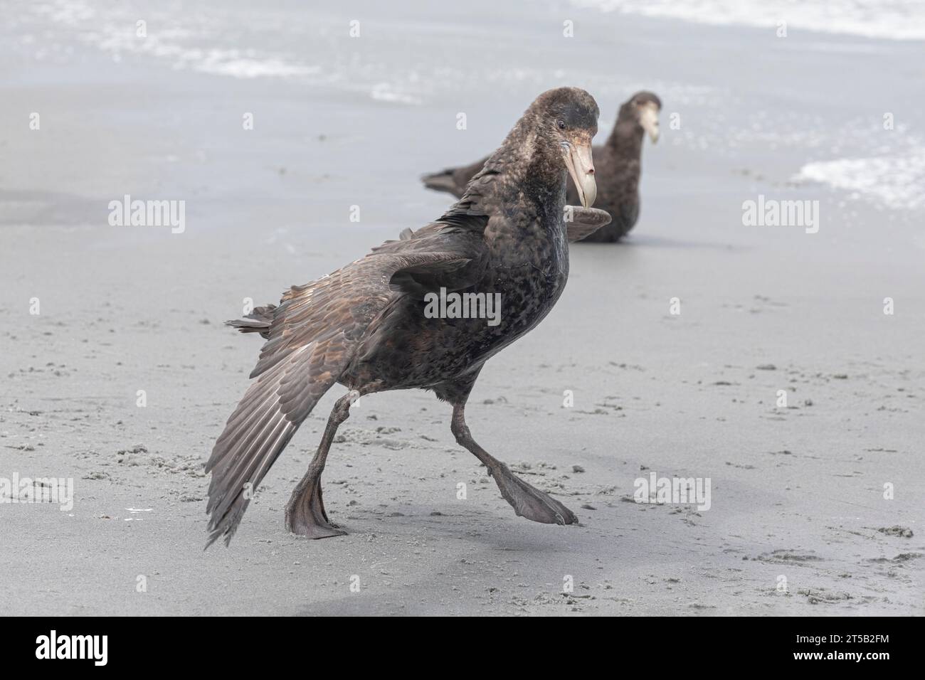 Southern Giant Petrel Stock Photo - Alamy