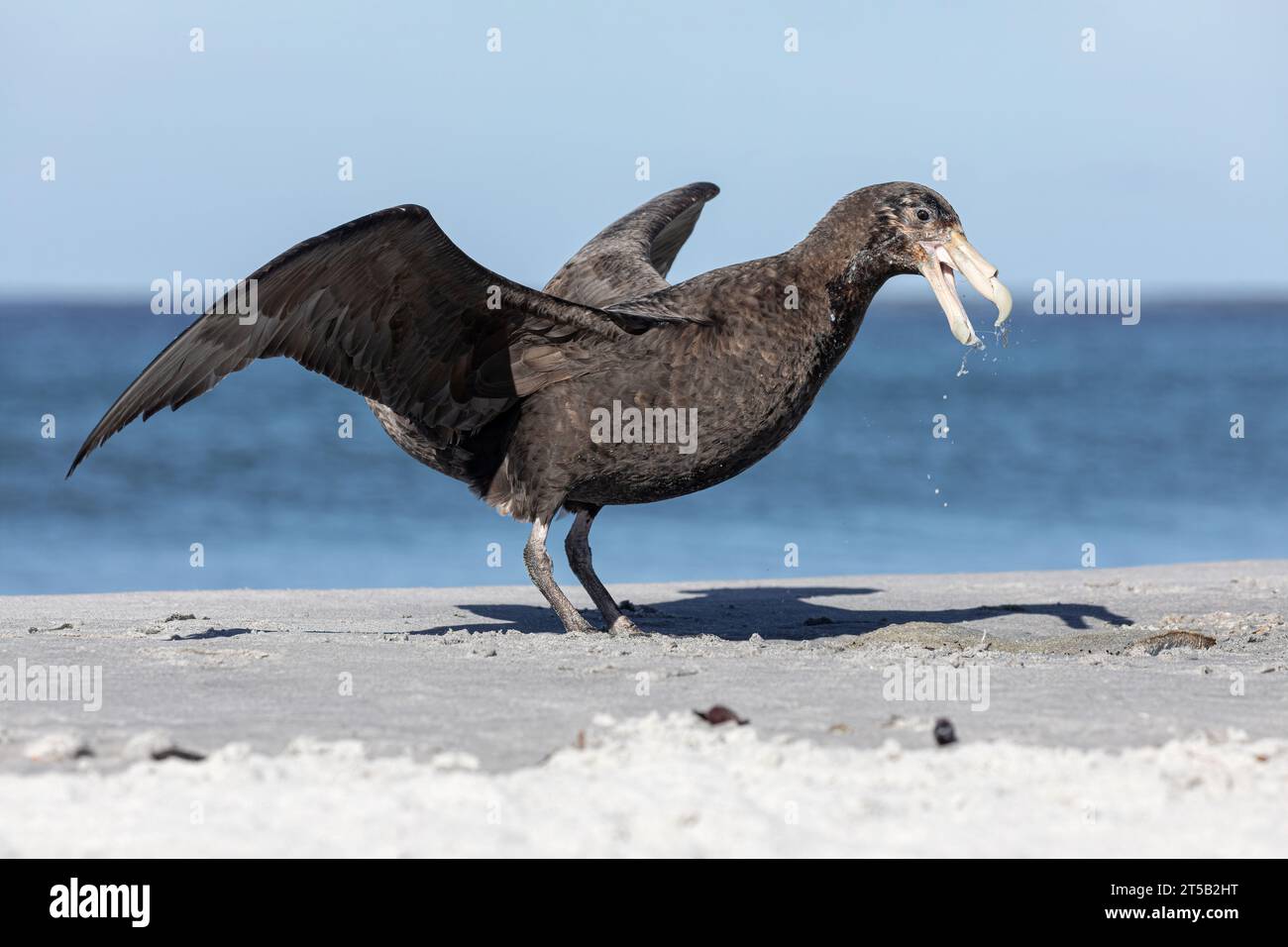 Southern Giant Petrel, Macronectes giganteus, adult feeding on Sea lion ...