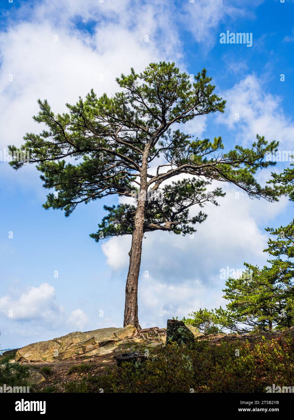 In the heart of Cranny Crow Overlook, West Virginia, a solitary pine ...