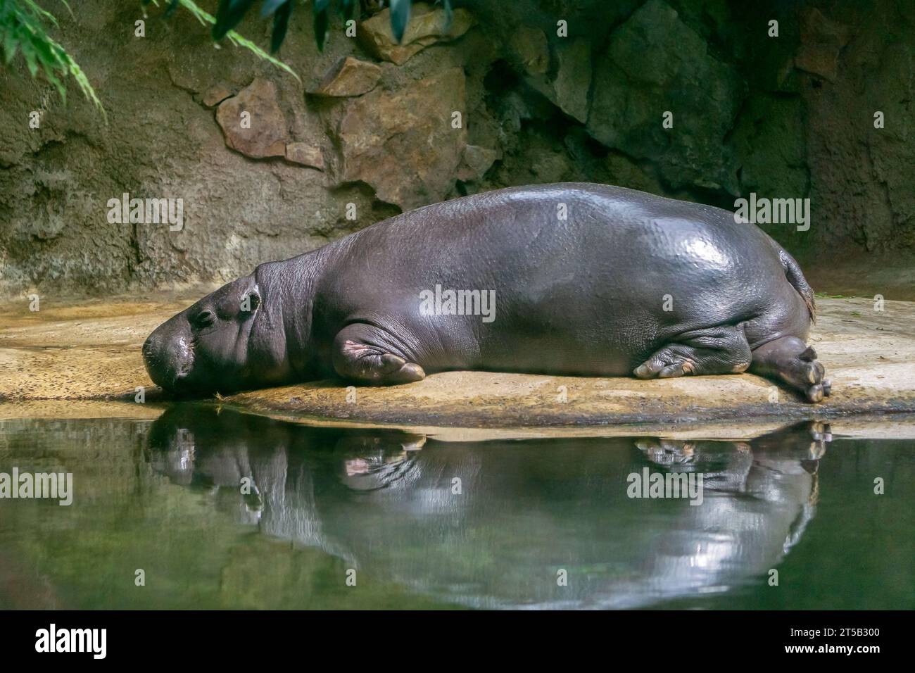 Relaxing hippopotamus with reflection in water . Hippo sleeping on ...