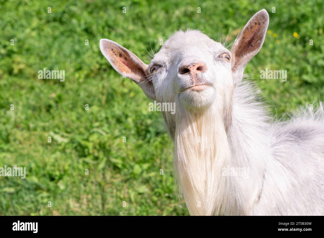 Funny portrait of white goat in green meadow background. Curious goat ...