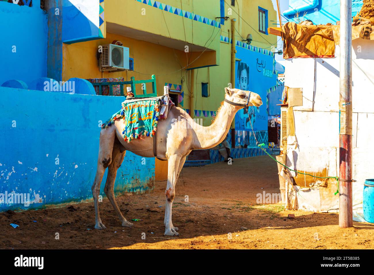 Camel on the street in the famous Nubian village. Aswan, Egypt ...