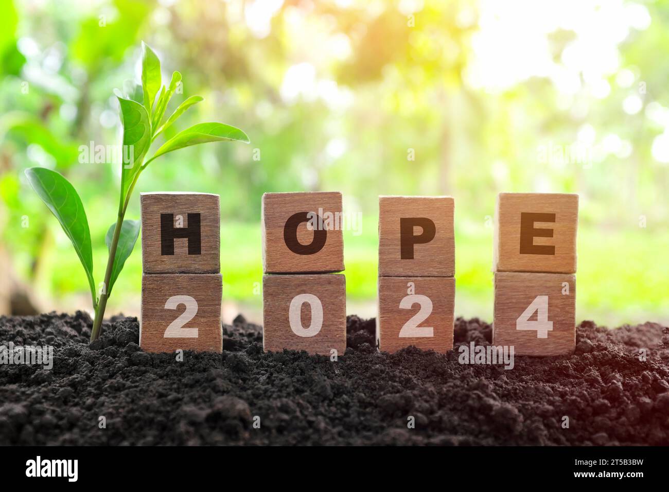 Year 2024 in wooden blocks cubes with growing plant at sunrise. New ...