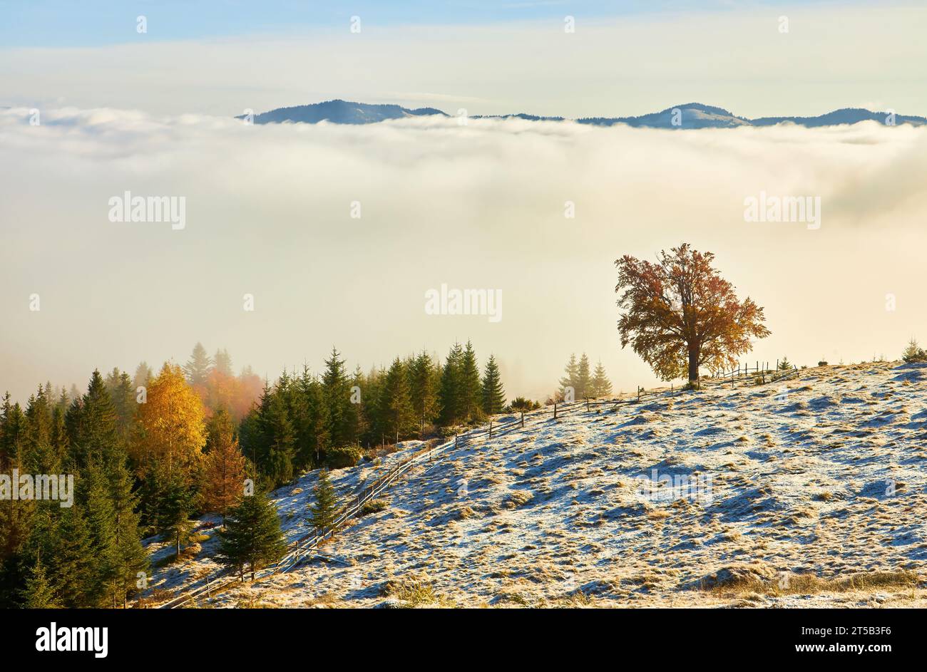 A snowy autumn sunrise in the mountains, with a solitary tree standing ...
