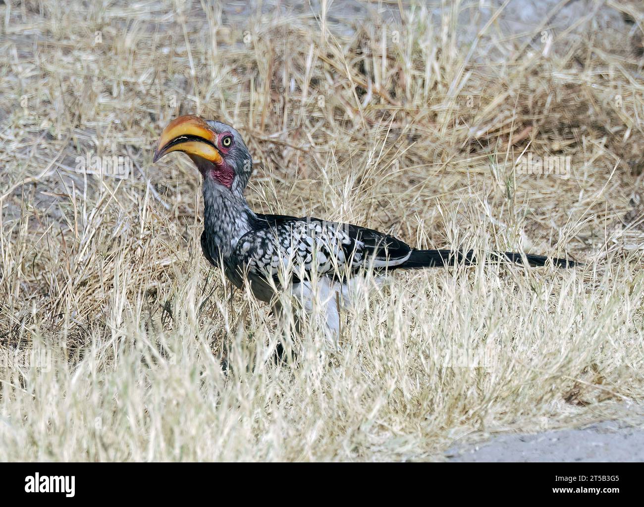 Southern yellow-billed hornbill, Rotringtoko, Calao leucomèle, Tockus ...