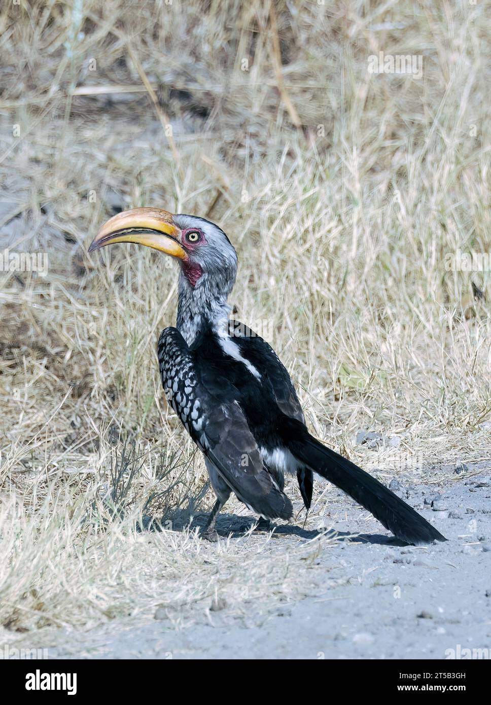 Lon 26 95062300 hi-res stock photography and images - Alamy