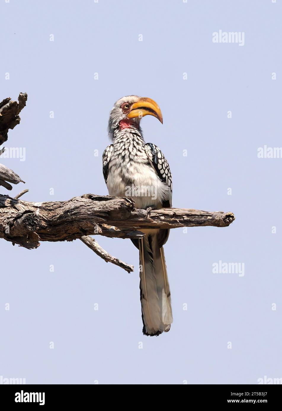 Southern yellow-billed hornbill, Rotringtoko, Calao leucomèle, Tockus ...