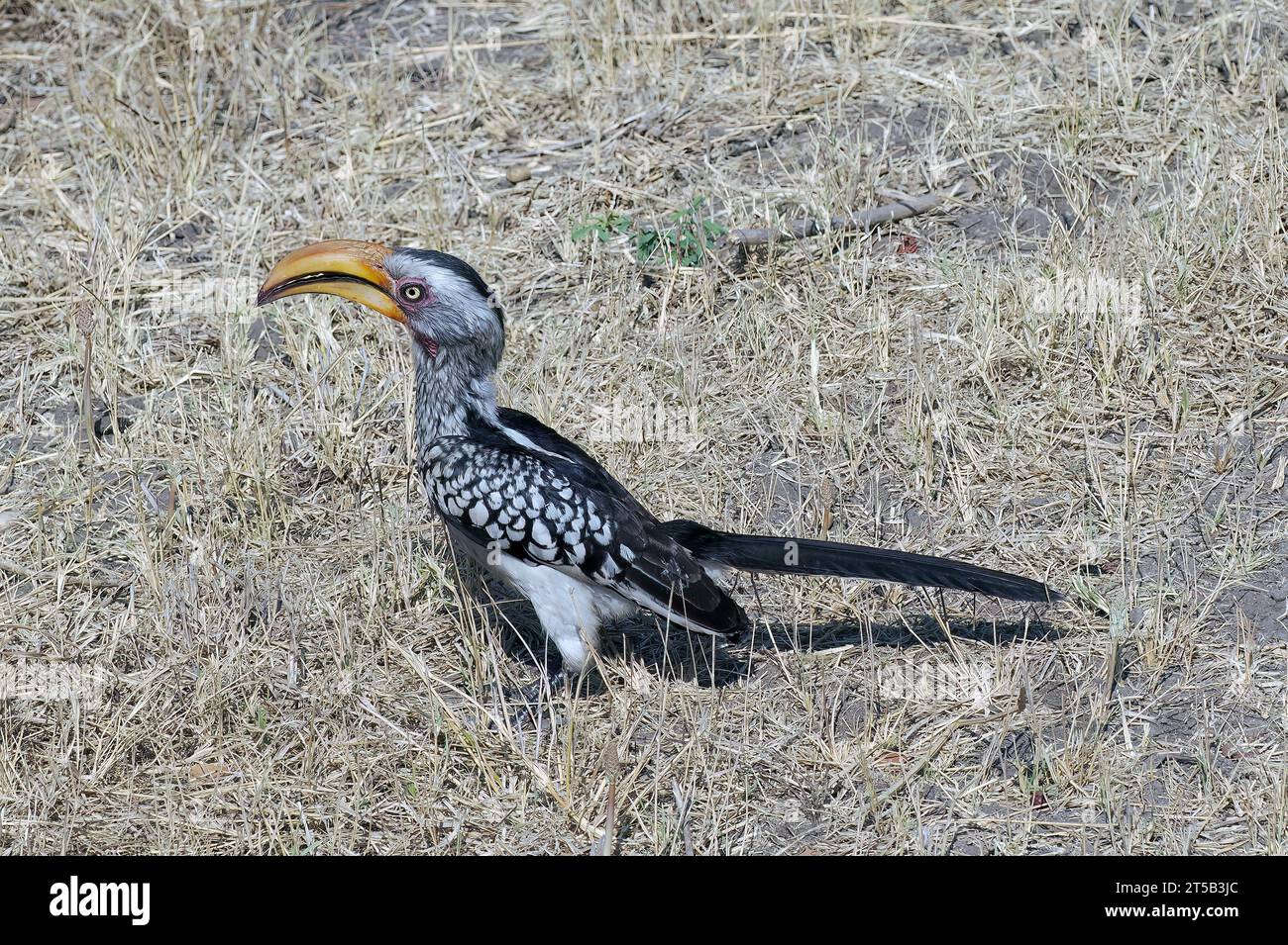 Deli sargacsoru toko hi-res stock photography and images - Alamy