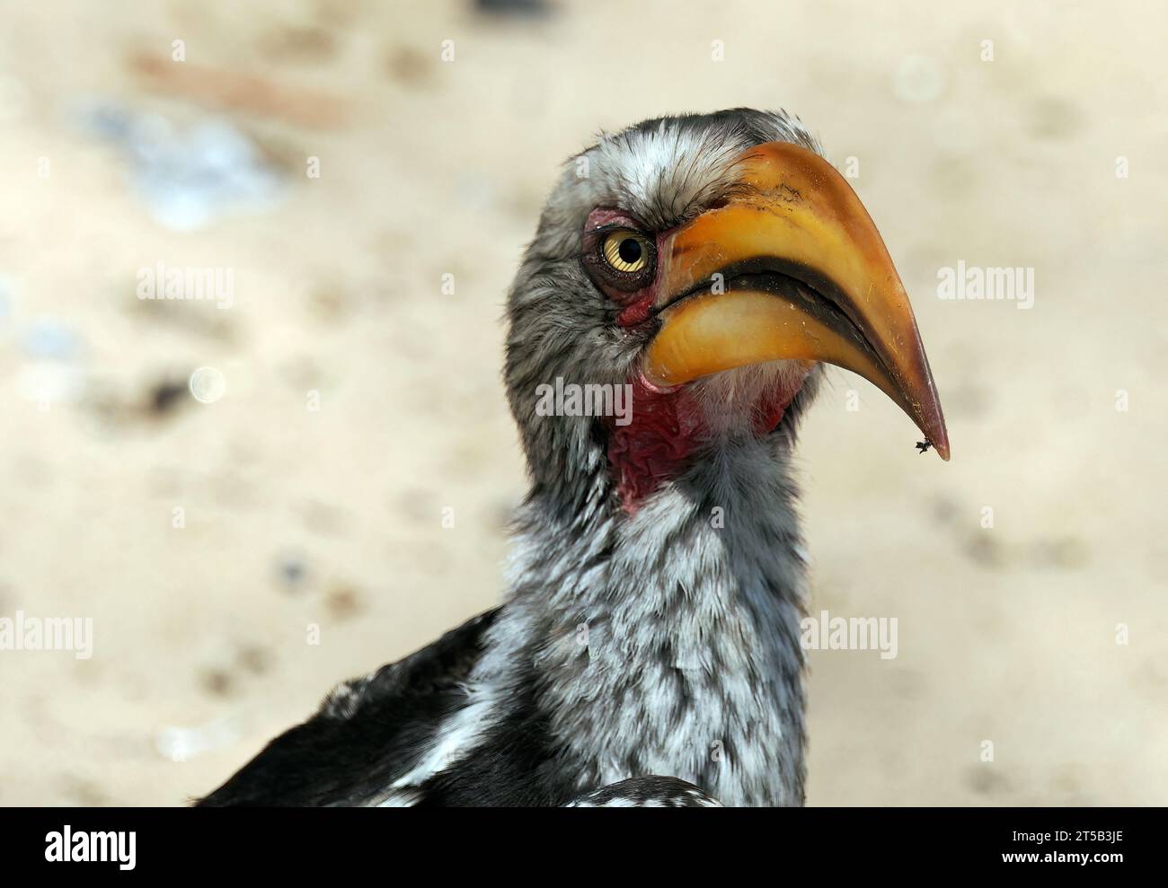 Sargacsoru toko hi-res stock photography and images - Alamy