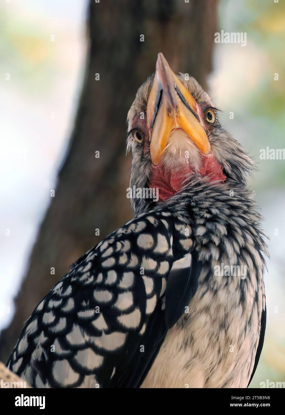 Deli sargacsoru toko hi-res stock photography and images - Alamy