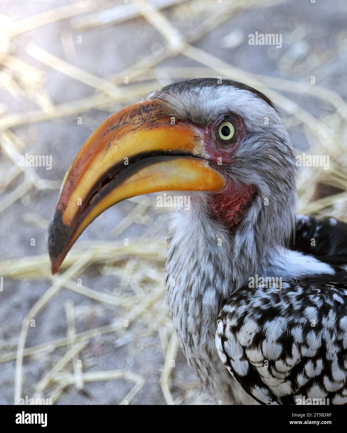 Deli sargacsoru toko hi-res stock photography and images - Alamy