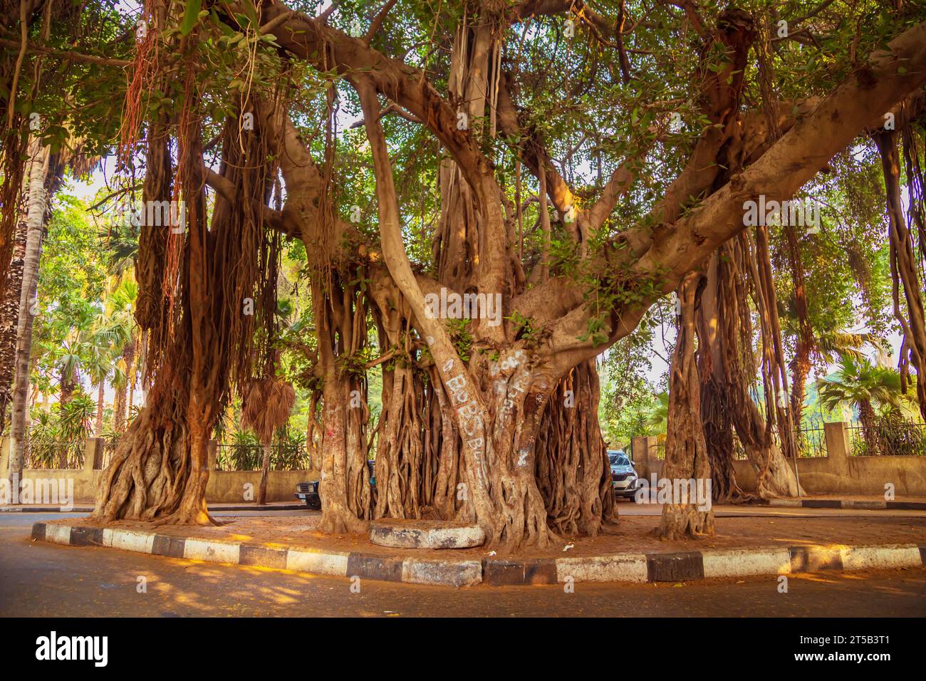 Zamalek island cairo hi-res stock photography and images - Alamy