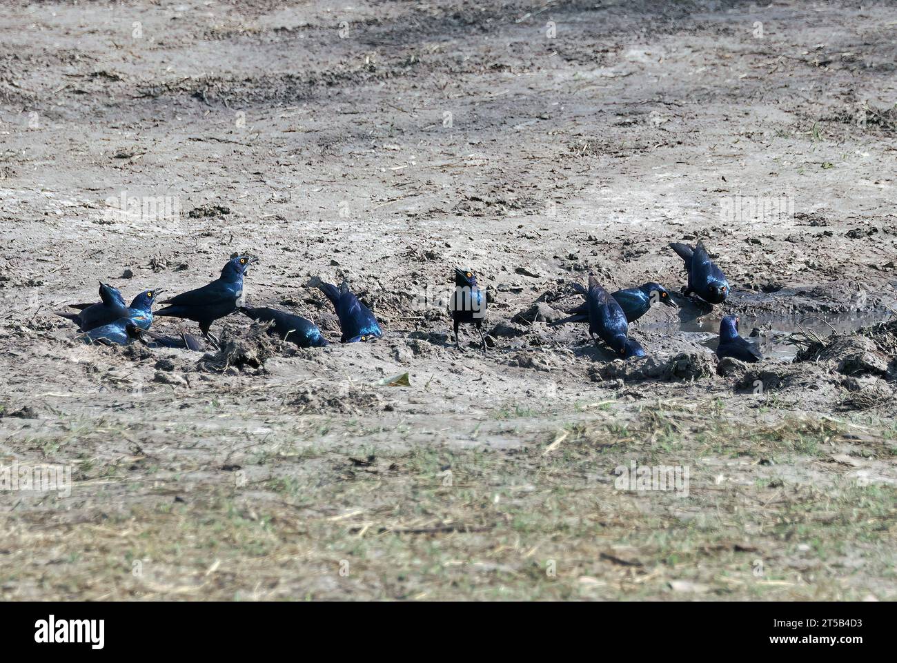 Cape starling, Rotschulter-Glanzstar, Choucador à épaulettes rouges ...