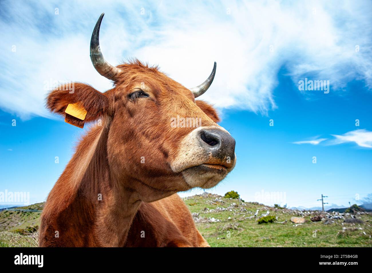 Cow smiley face hi-res stock photography and images - Alamy