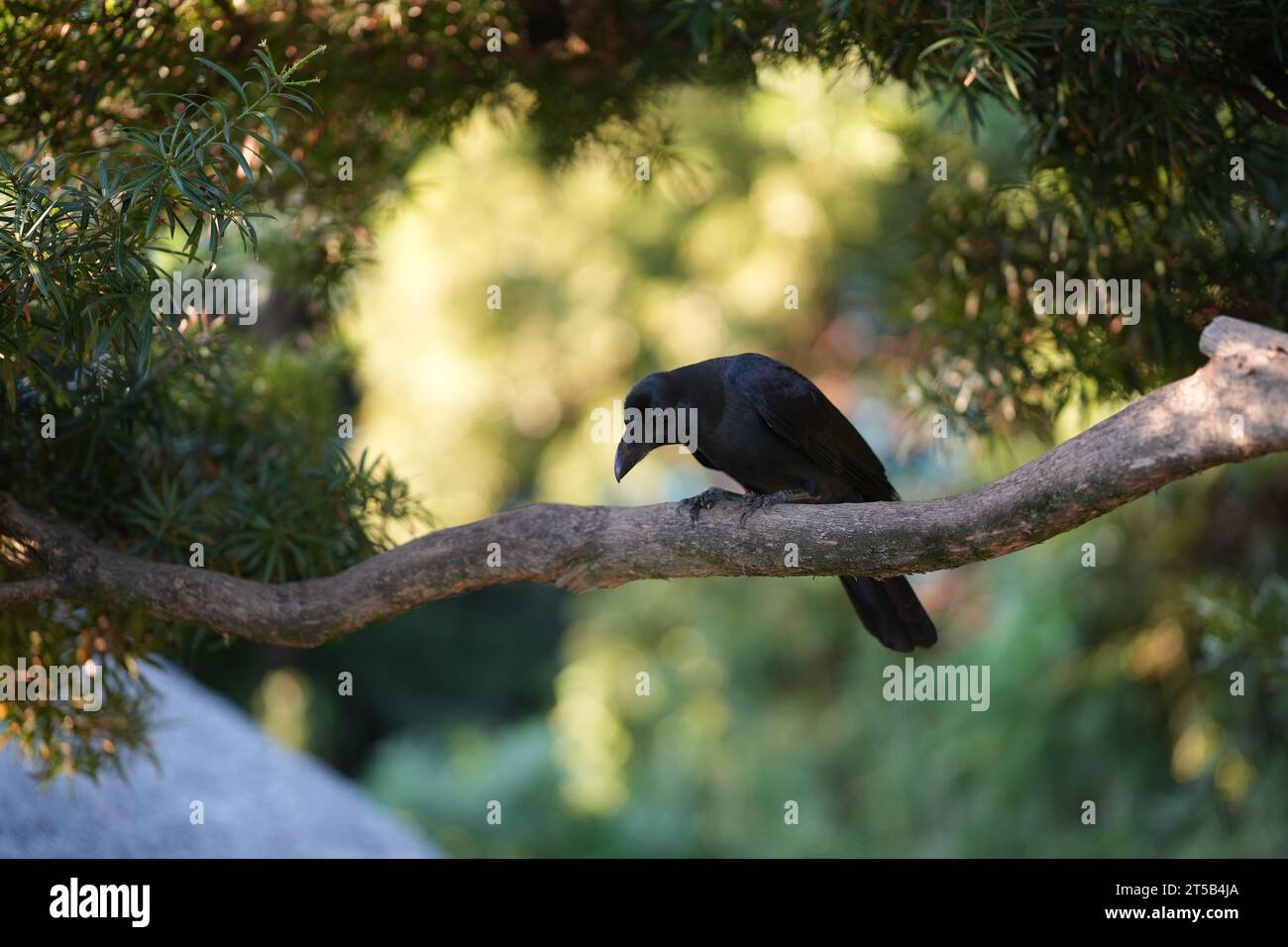 A black crow perched on a gnarled tree branch Stock Photo - Alamy