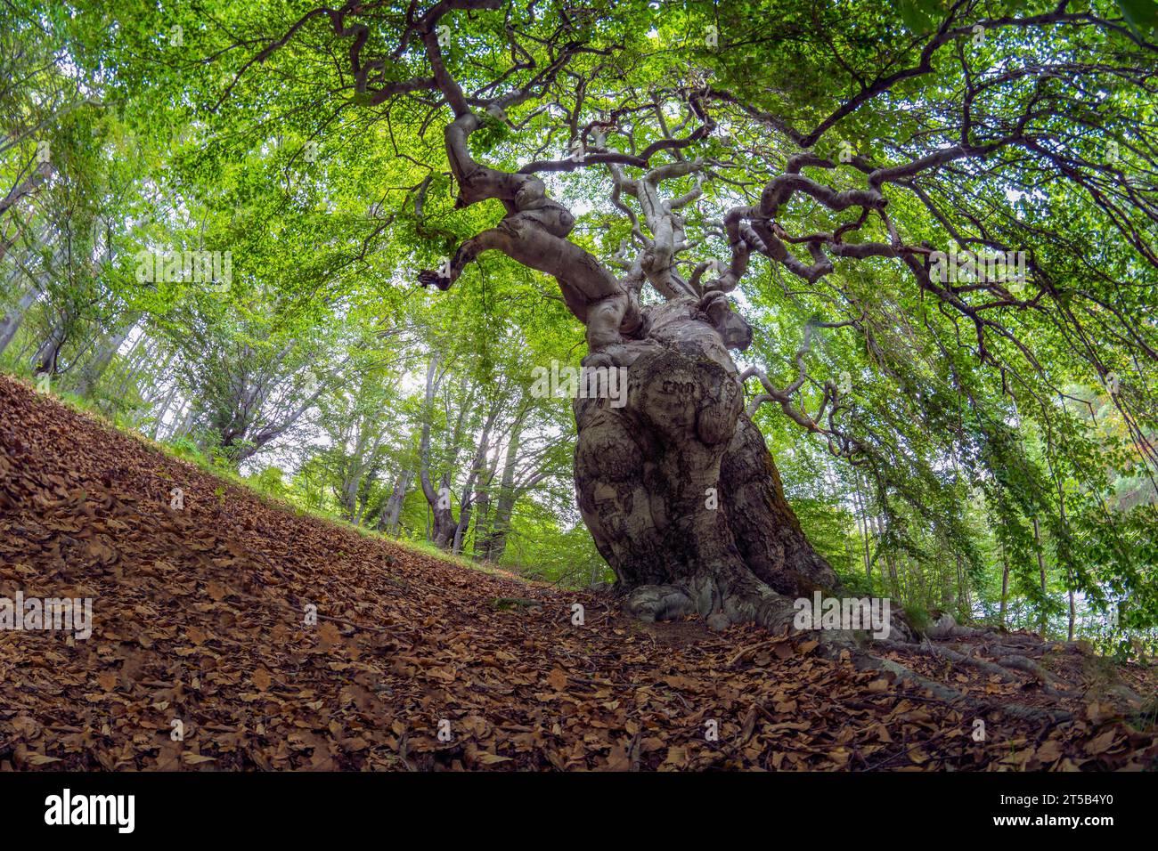 Tree fisheye hi-res stock photography and images - Alamy