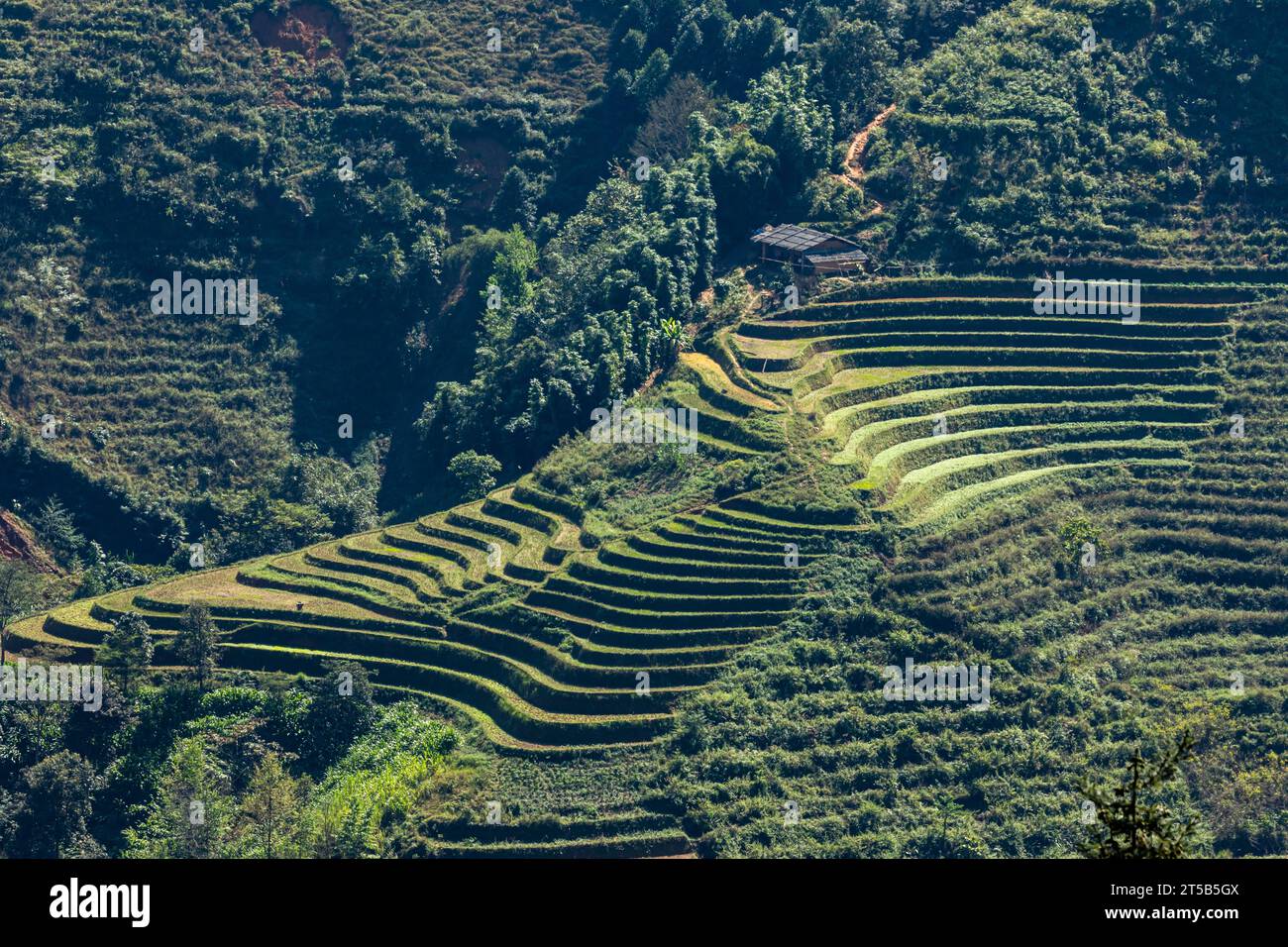 Rice Terrace and Landscape of the Ha Giang Loop in Vietnam Stock Photo ...