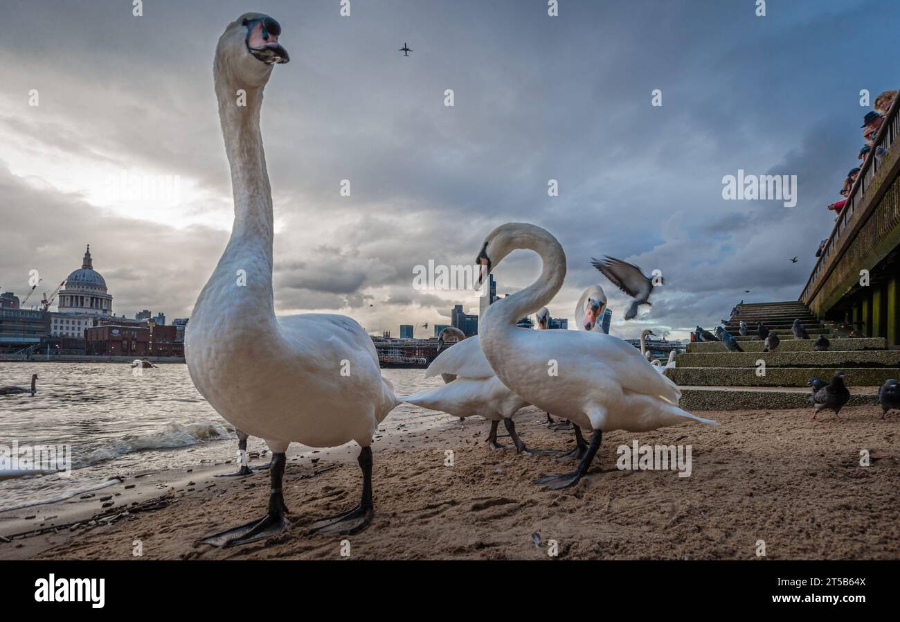 A cute and curious group of swans on the south bank of the river thames ...