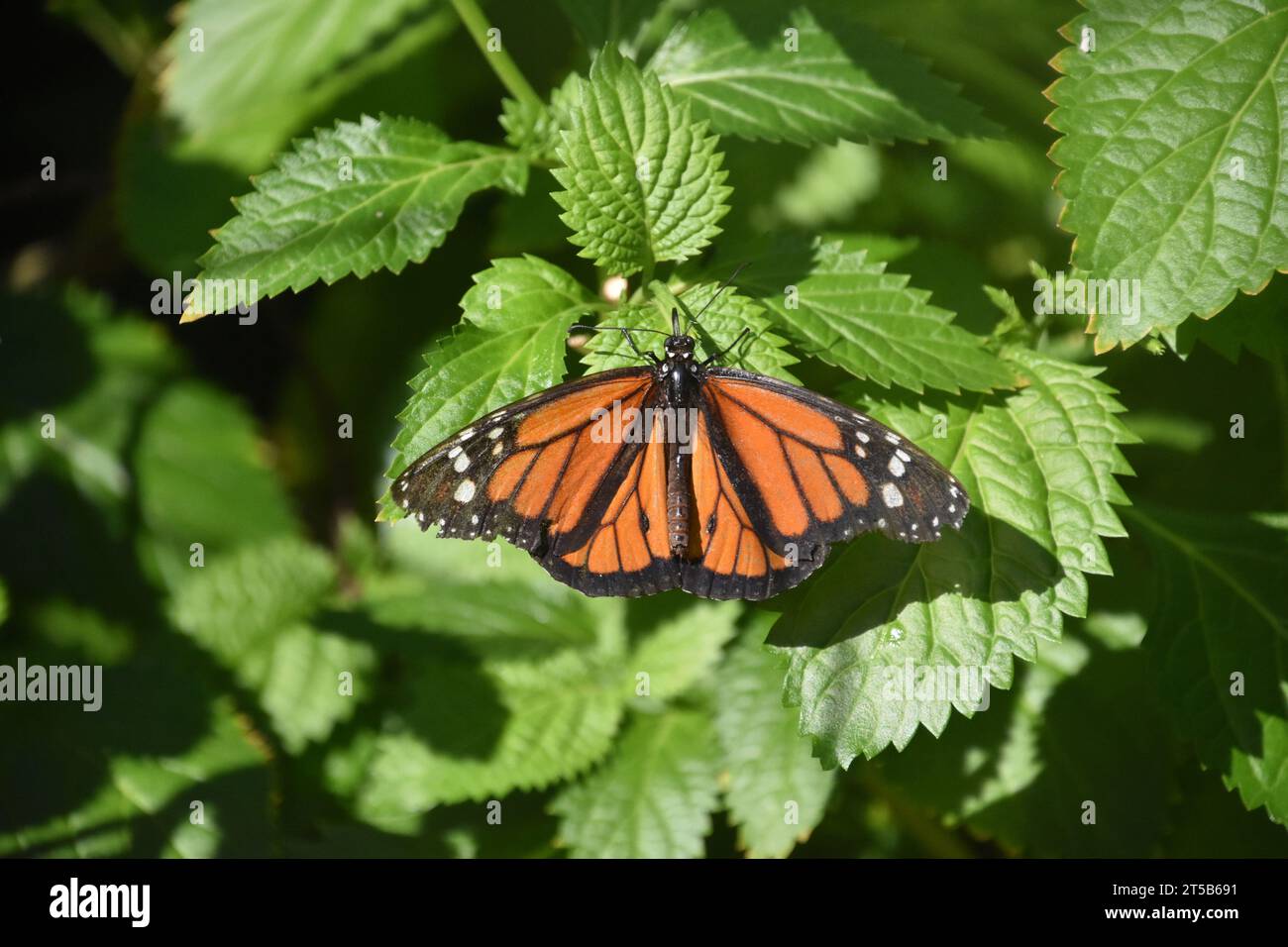 Gorgeous monarch butterfly with wings spread wide open Stock Photo - Alamy