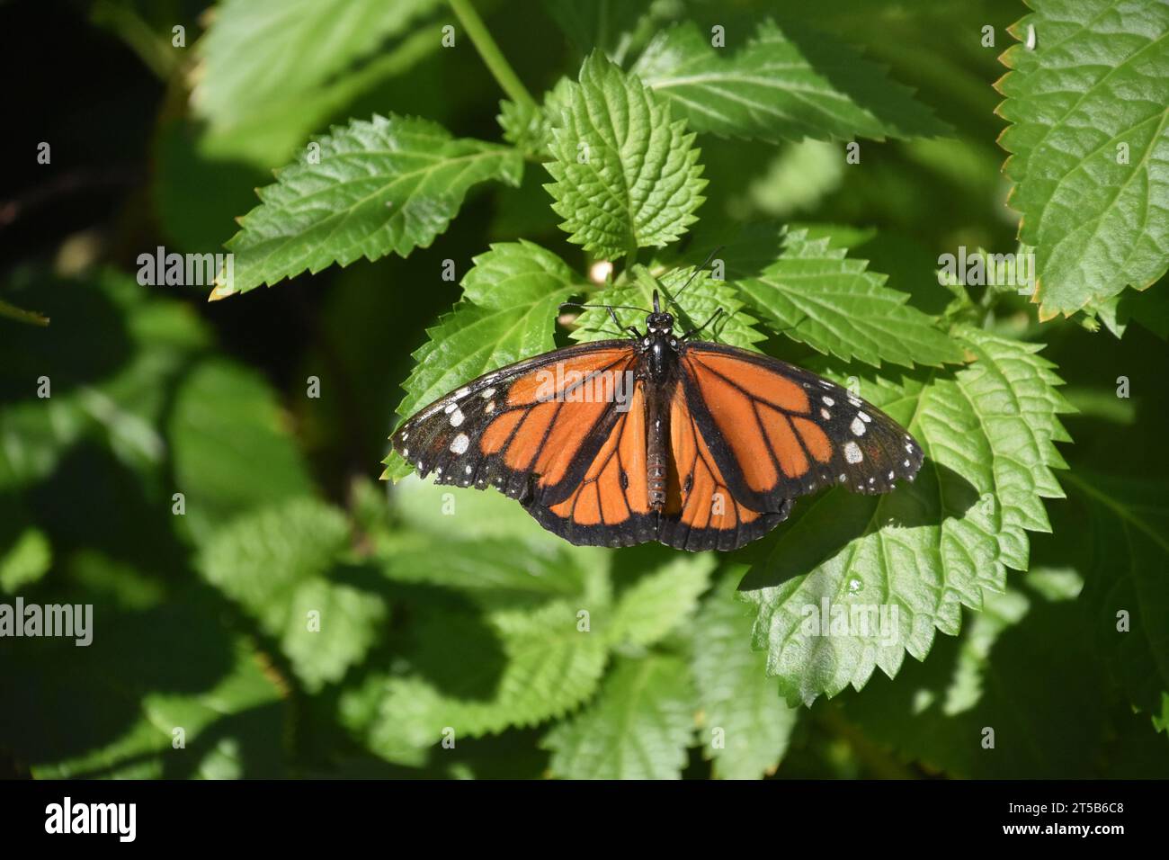 Fantastic orange monarch butterfly in a garden in Aruba Stock Photo - Alamy