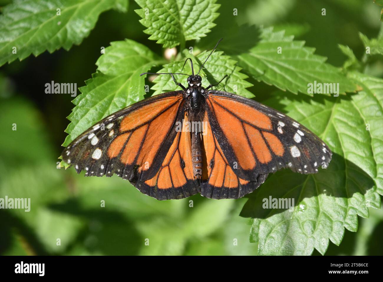 Stunning monarch butterfly with wings spread wide open in Aruba Stock ...