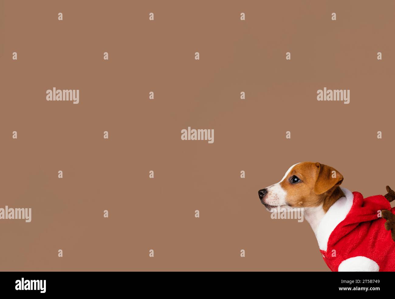 Dog fruit costume hi-res stock photography and images - Alamy