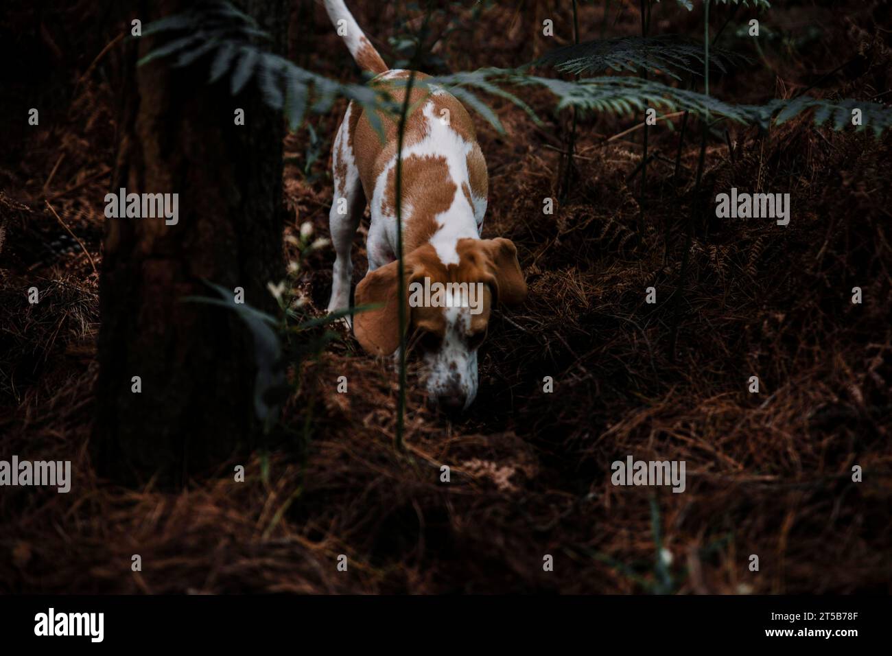 Foraging activity hi-res stock photography and images - Alamy