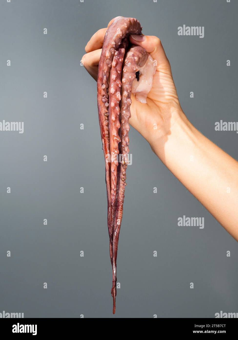Front view hand holding fresh octopus Stock Photo - Alamy